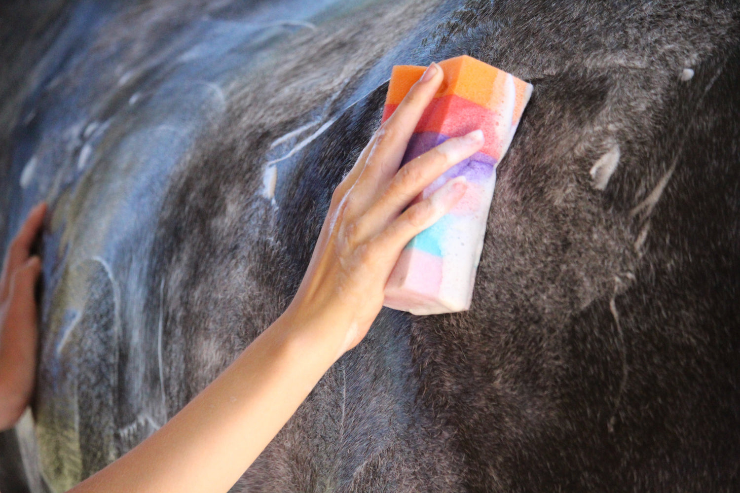 Learn 'The Science' behind Pure Steed