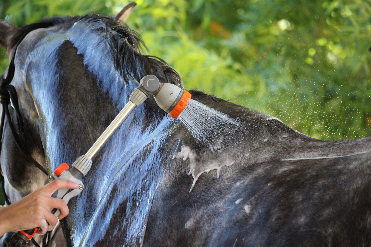 Learn 'The Science' behind Pure Steed